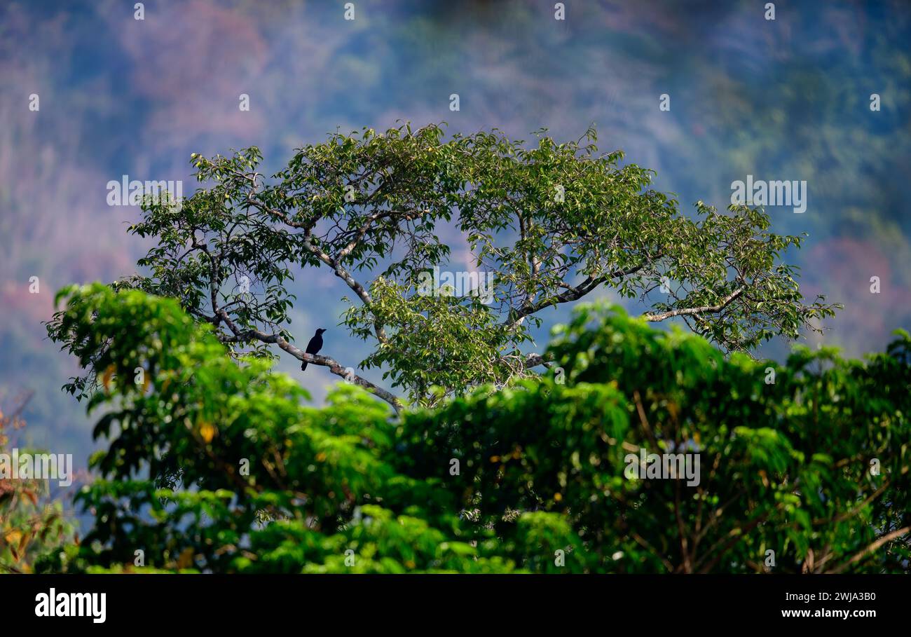 Explore the untamed beauty of Kerala's Idamalayar Rainforest - where ...