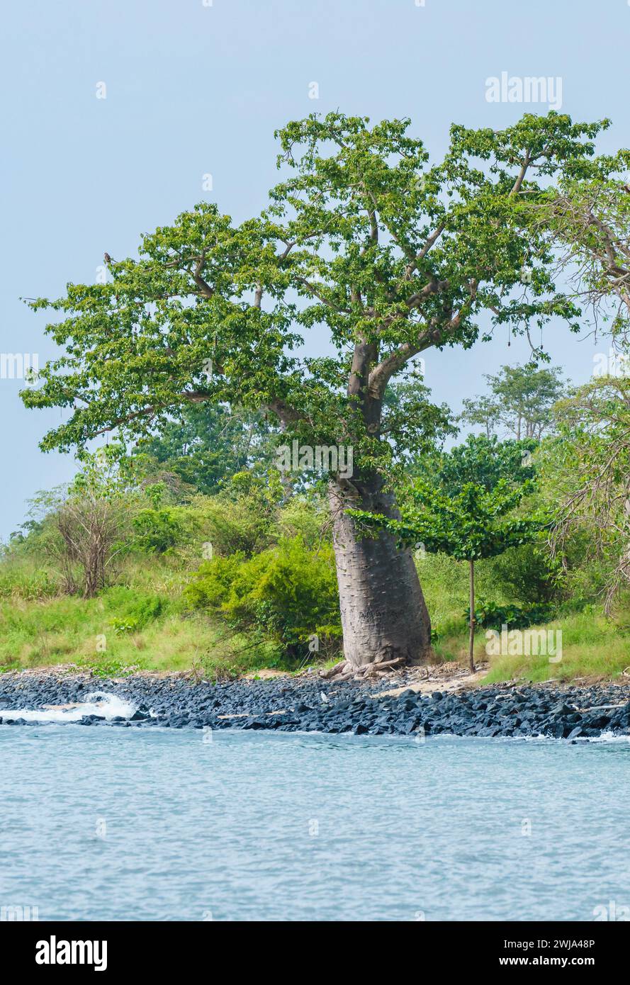 A solitary baobab tree stands tall by the rocky shoreline of Praia ...