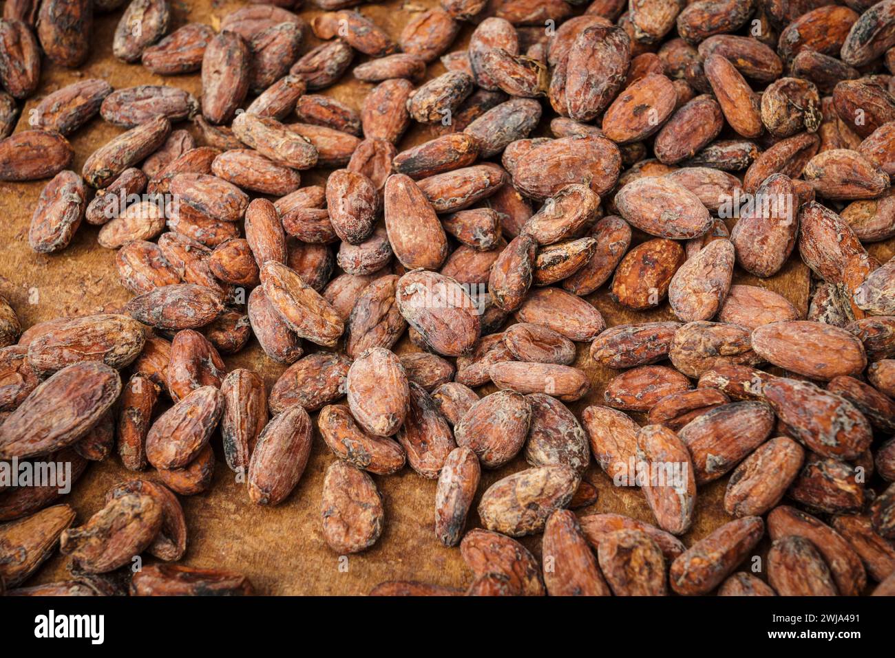 Detailed shot of raw cacao beans spread out for fermentation at Roça ...