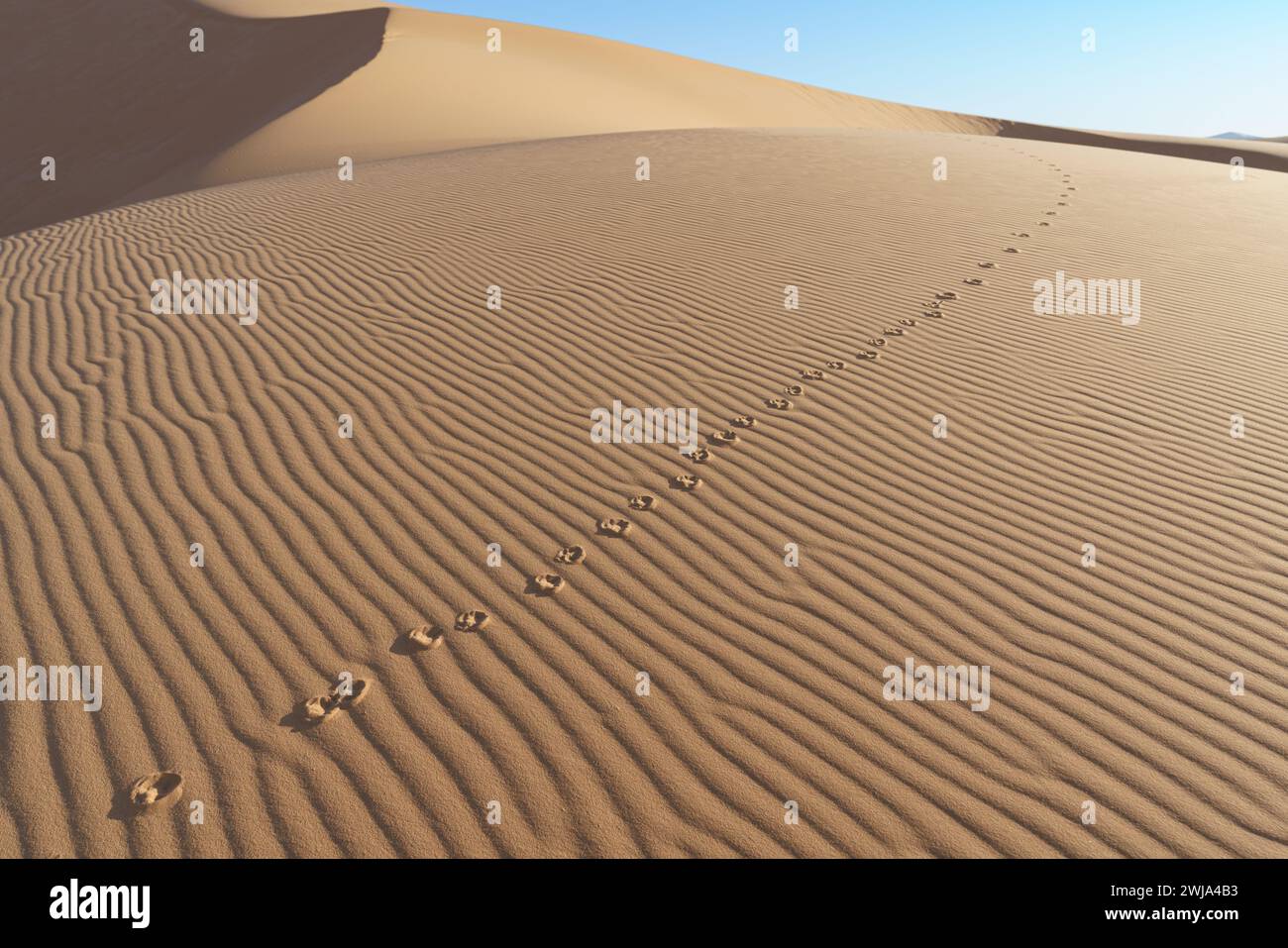 Animal tracks meander across a rippled desert landscape, creating a ...