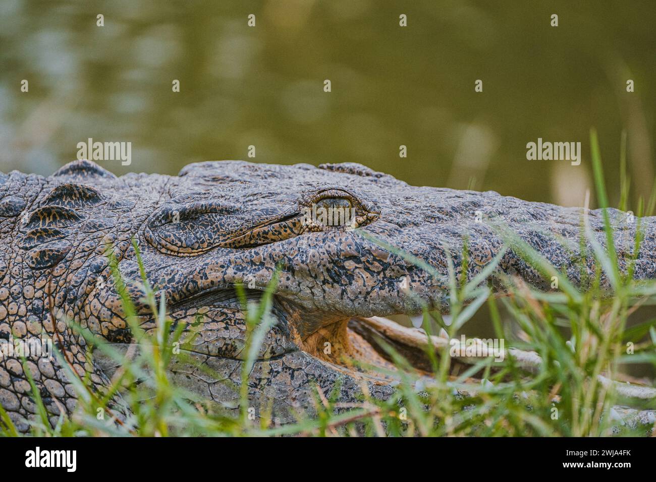 Detailed close-up showing the textured scales and watchful eye of an ...