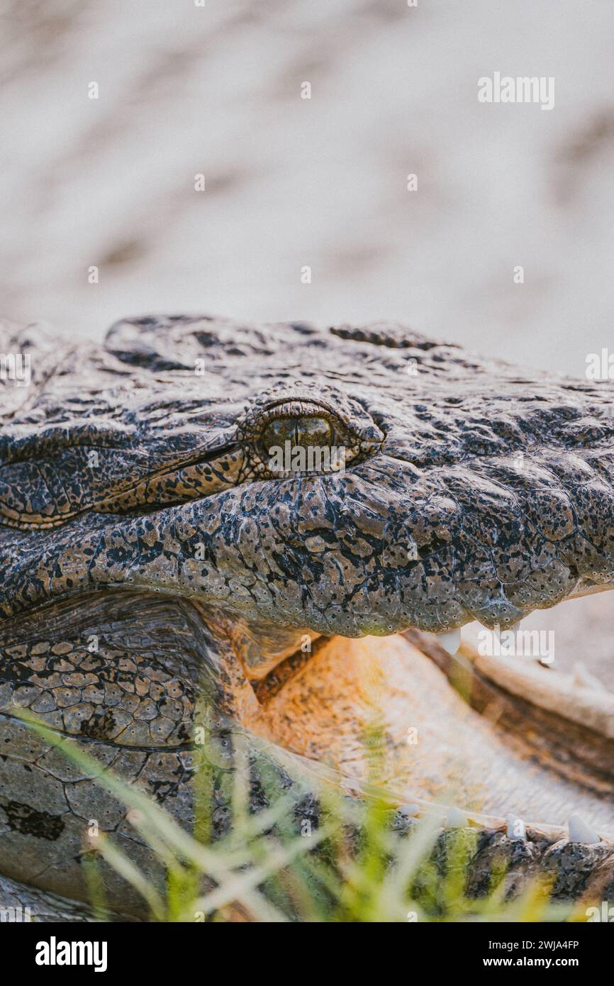 Detailed close-up shot capturing the intricate eye and scales of an ...
