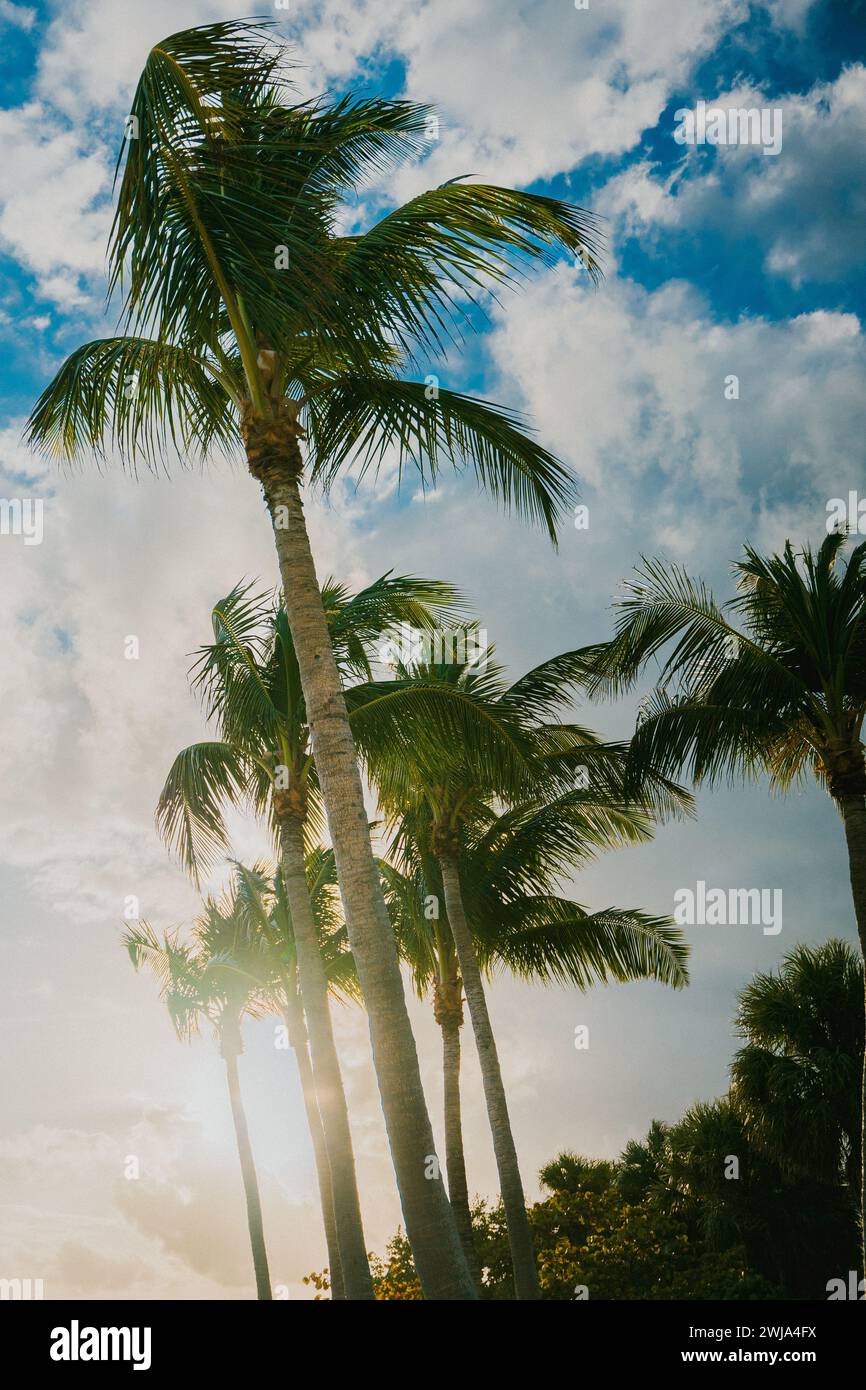 Palm trees sway against a backdrop of sunlit clouds in the bright Miami ...
