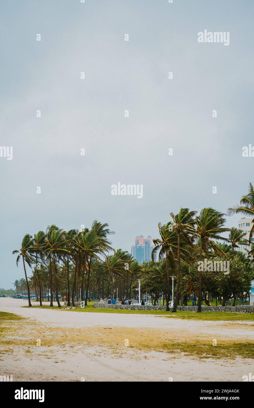 Tranquil scene at Miami Beach, Florida, showcasing a sandy shore lined ...