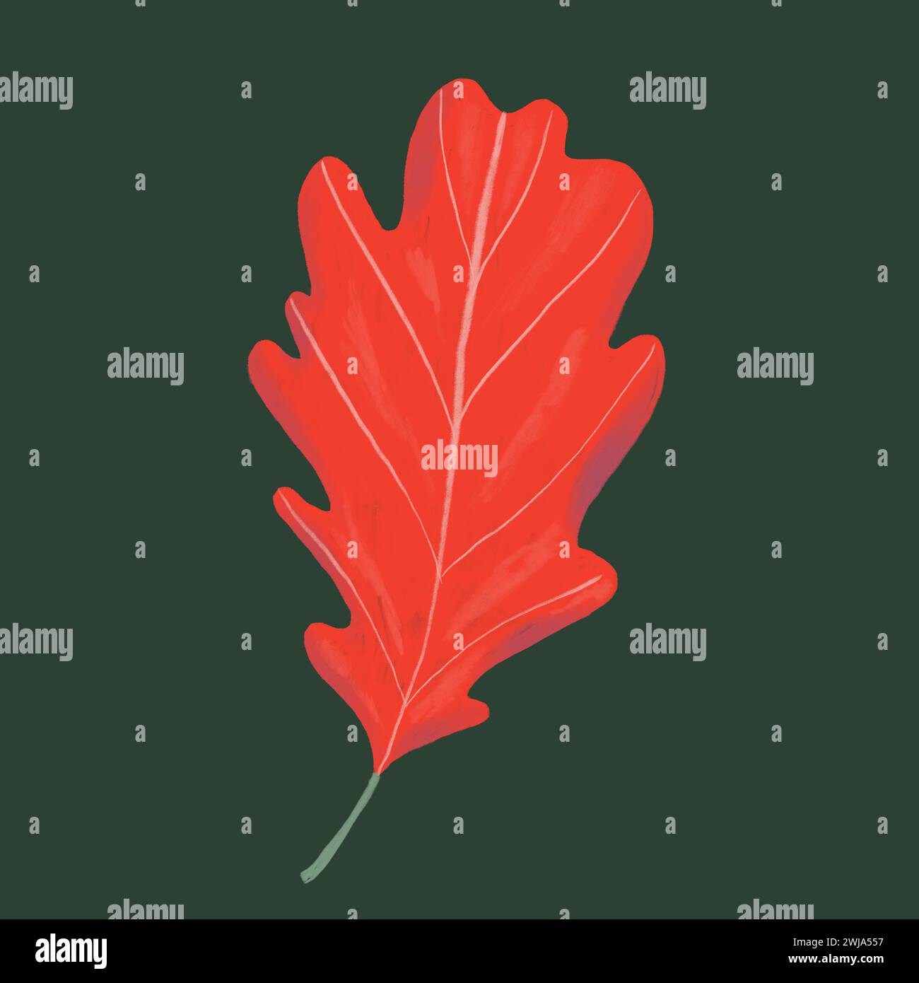 A beautifully rendered illustration of a red oak leaf, exhibiting ...