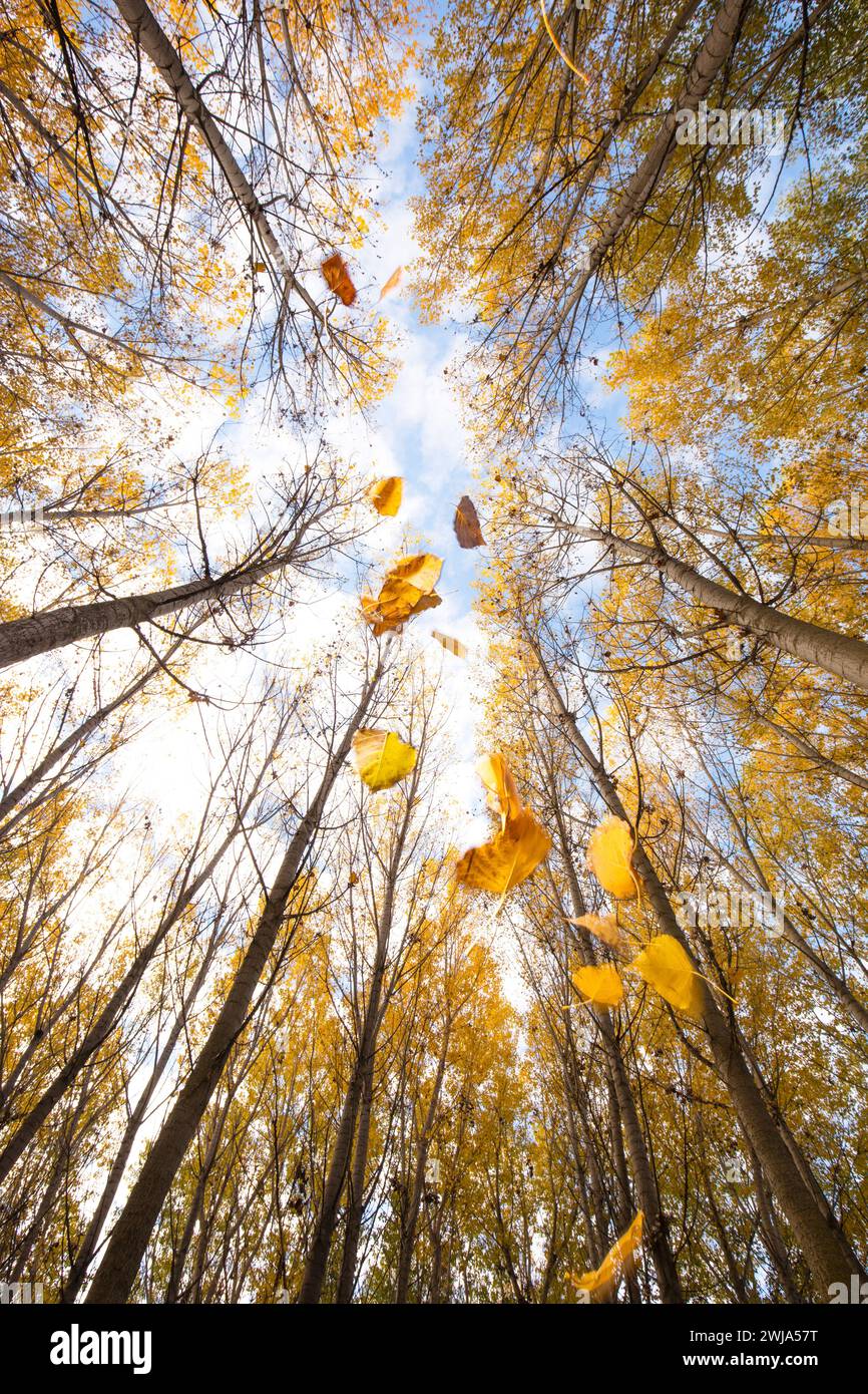 From below image capturing the essence of fall with golden leaves in ...