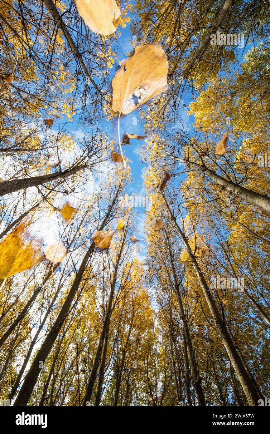 From below image capturing the essence of fall with golden leaves in ...
