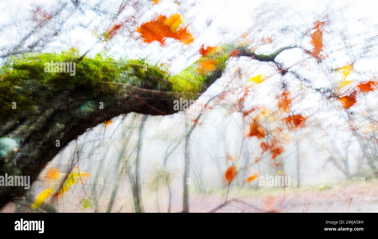 Abstract and vibrant fall leaves in motion, with a moss-covered tree ...