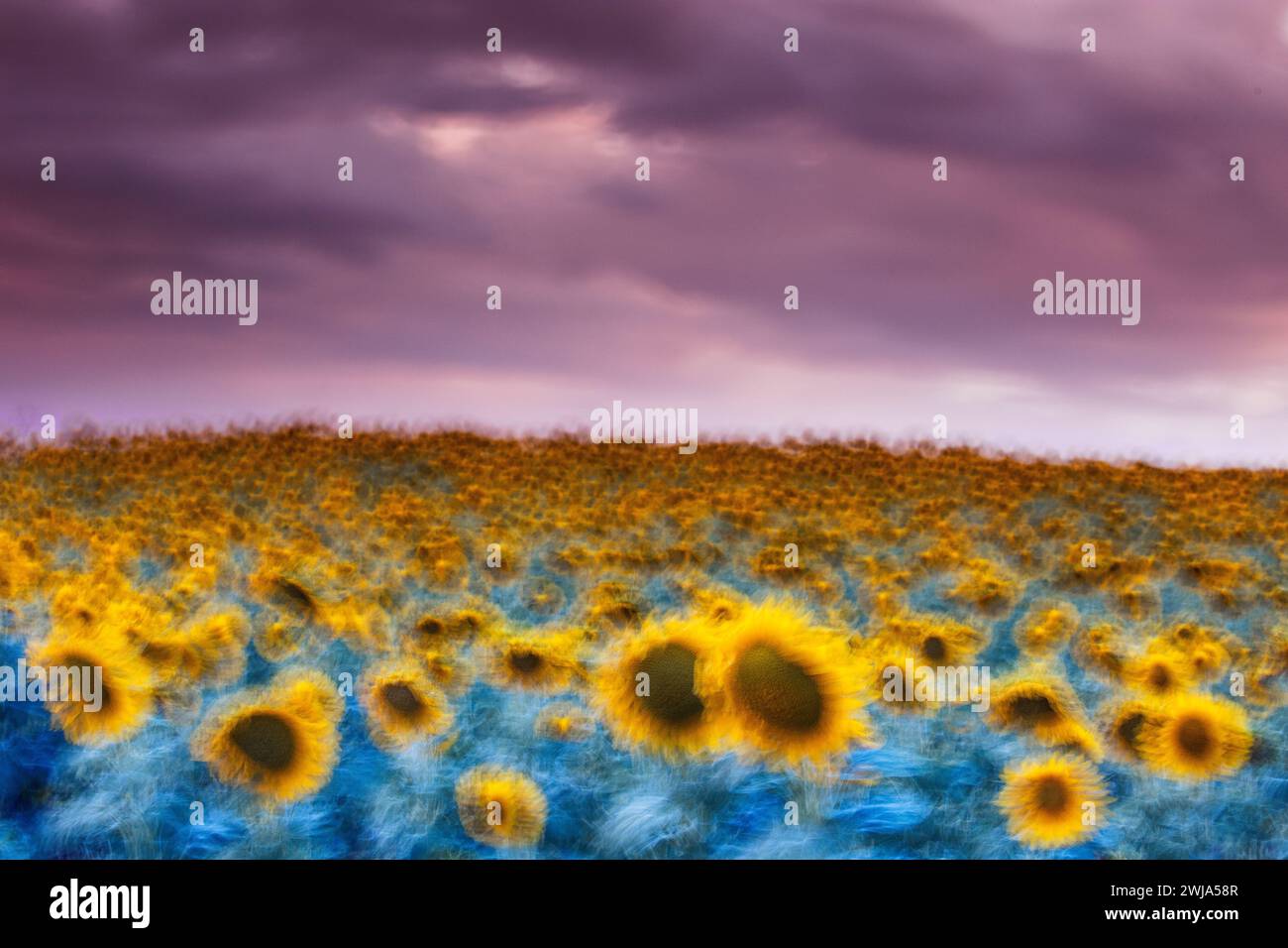 An impressionistic view of sunflowers under a stormy sky, blending ...