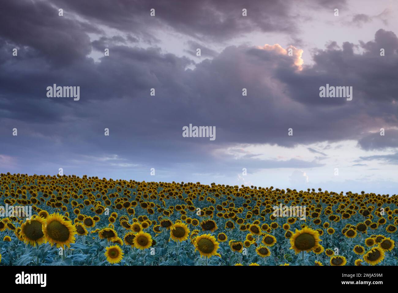 Expansive sunflower field with ominous clouds overhead at sunset ...