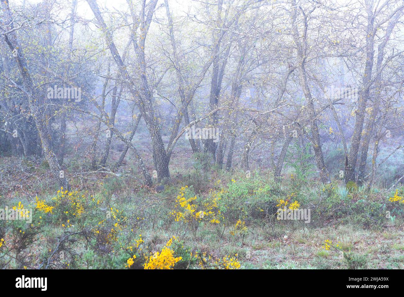 A serene mist envelops an oak forest, with sprouting yellow wildflowers ...