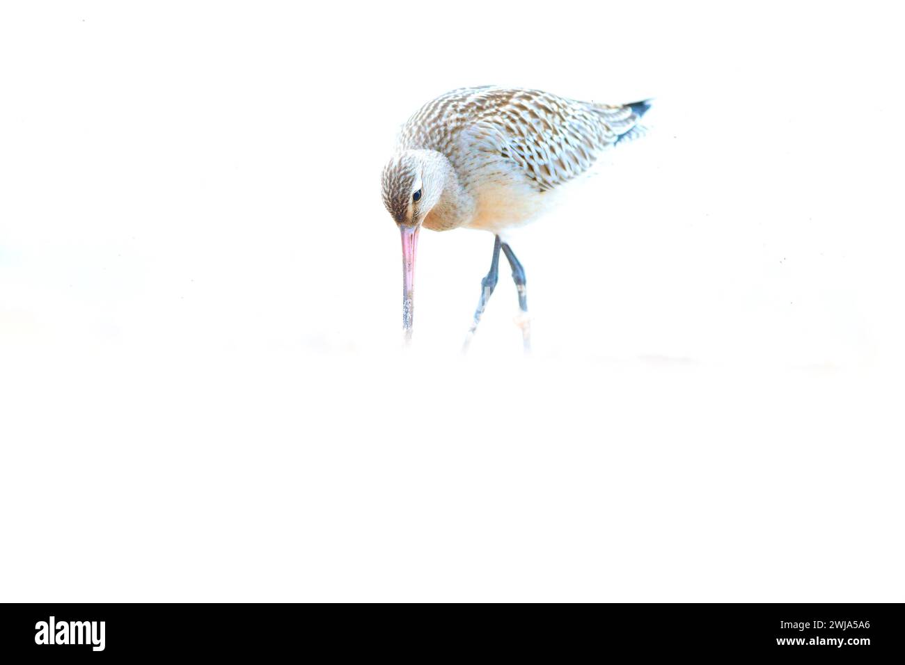 A Bar tailed godwit searches for food along the migratory passage coast ...