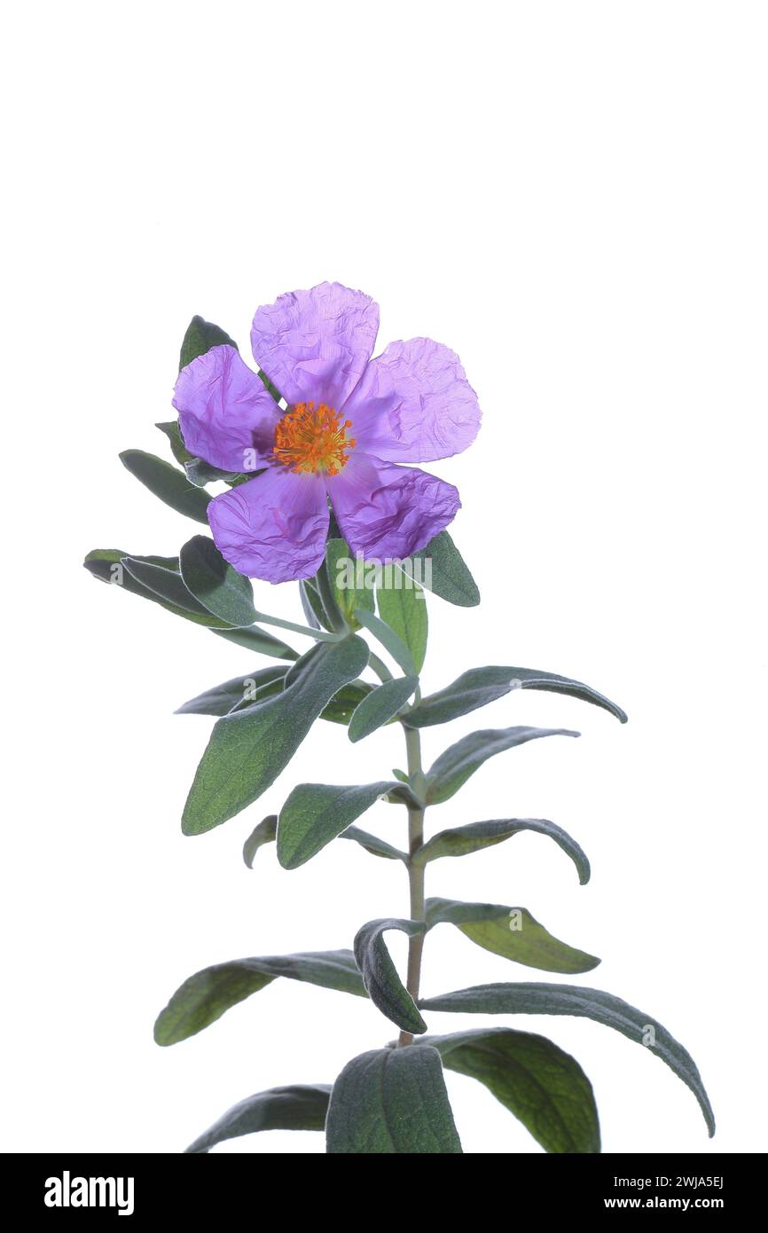 Delicate purple flowers of Cistus albidus, also known as grey-leaved ...