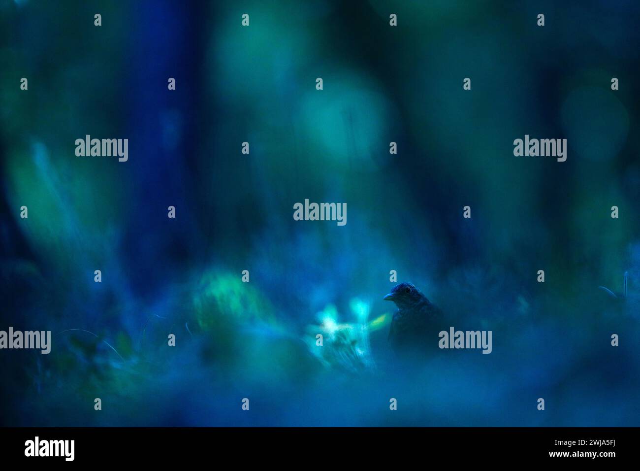 A blue climber bird is partially visible amidst a dreamlike blue forest ...