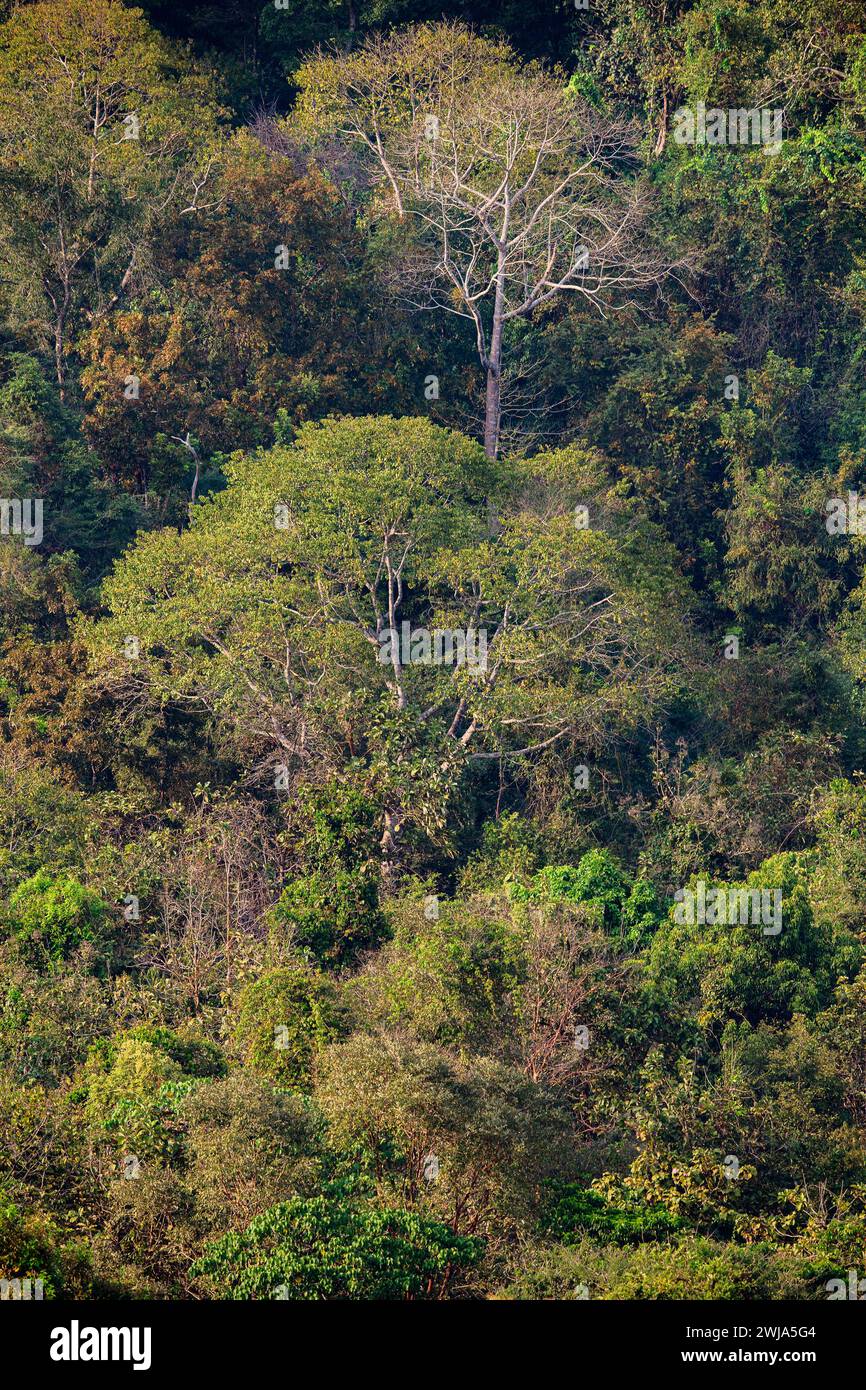 Explore the untamed beauty of Kerala's Idamalayar Rainforest - where ...