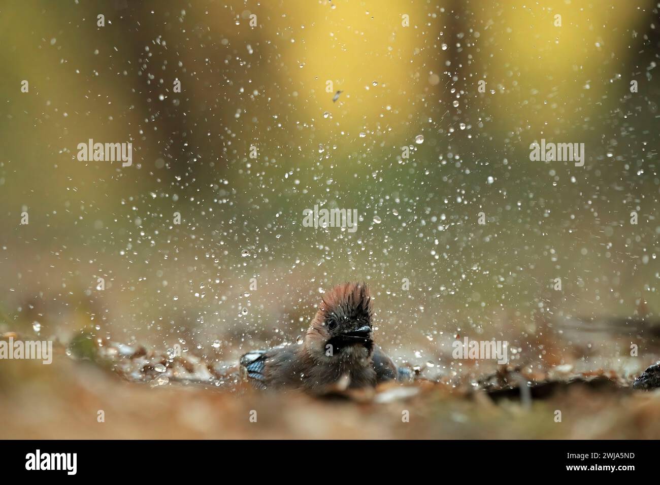 A Eurasian blue tit frolics in a shallow puddle, surrounded by ...