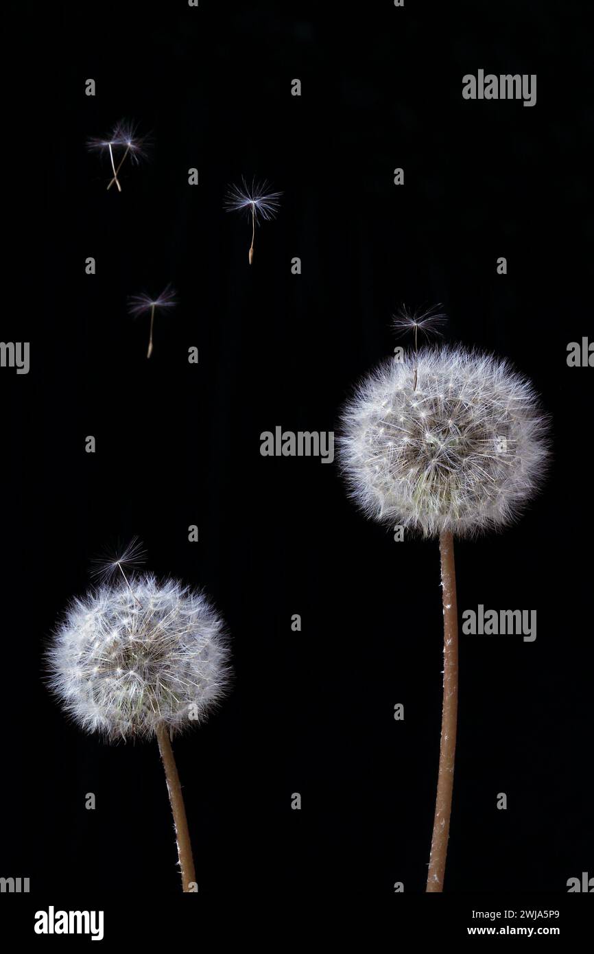 Two dandelions with seeds dispersing against a dark background Stock ...