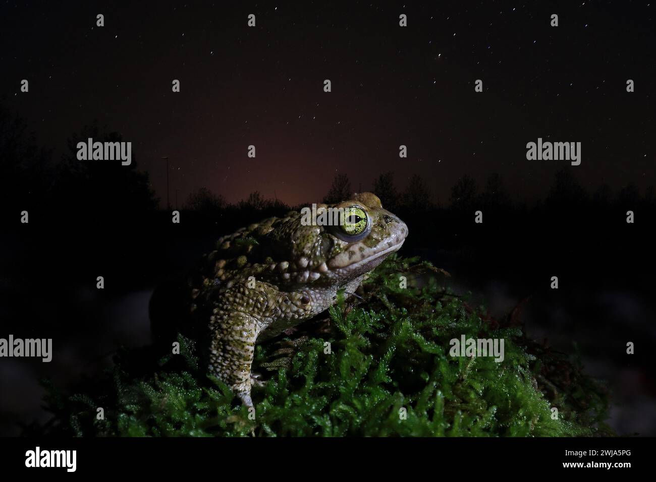 Close-up of a frog against a night sky background with visible stars ...