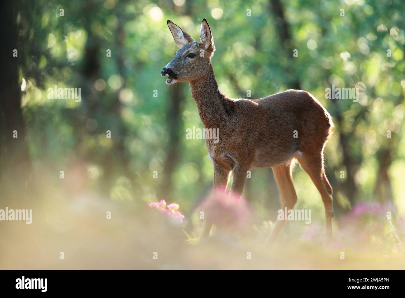 A tranquil female roe deer stands amidst a forest bathed in warm ...