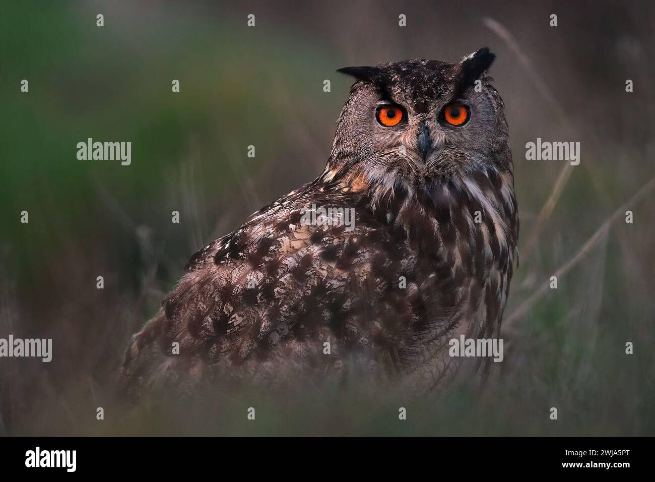 An intense gaze from an adult male eagle owl camouflaged in its ...