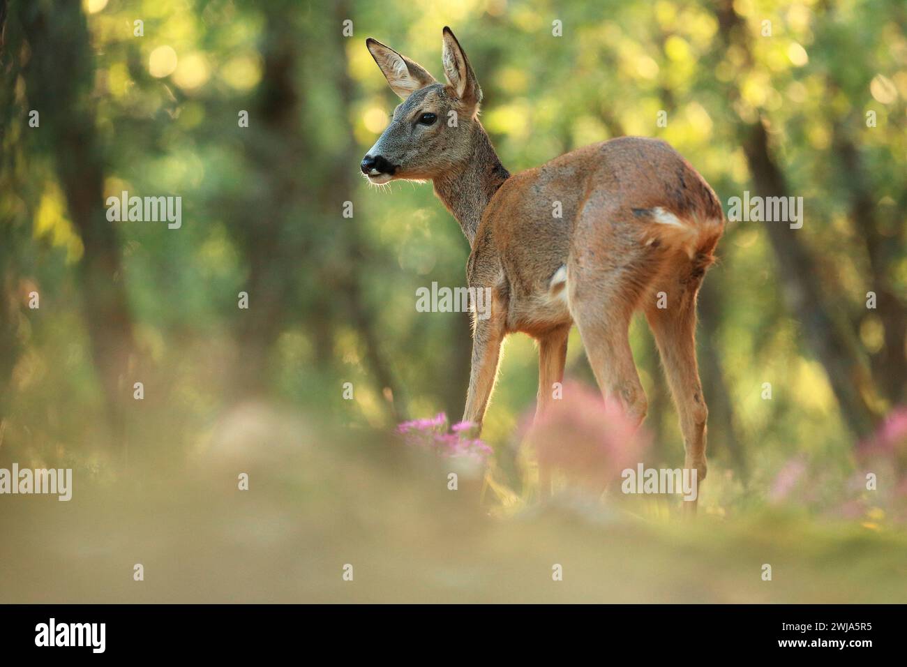 A tranquil female roe deer stands amidst a dappled forest, with the ...