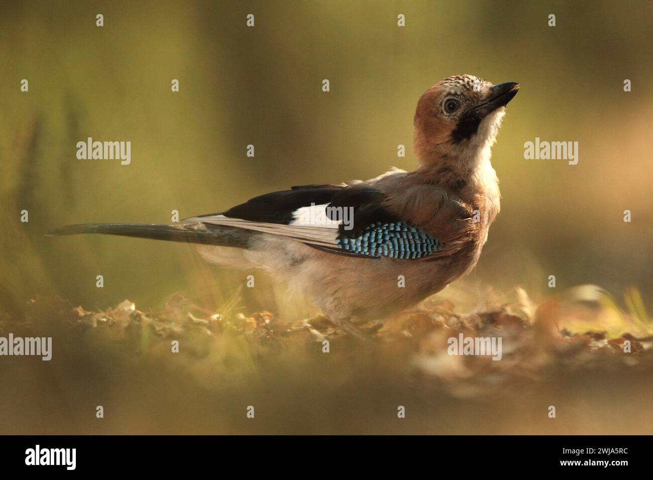 A Jay bird is captured in a serene natural woodland setting, basking in ...