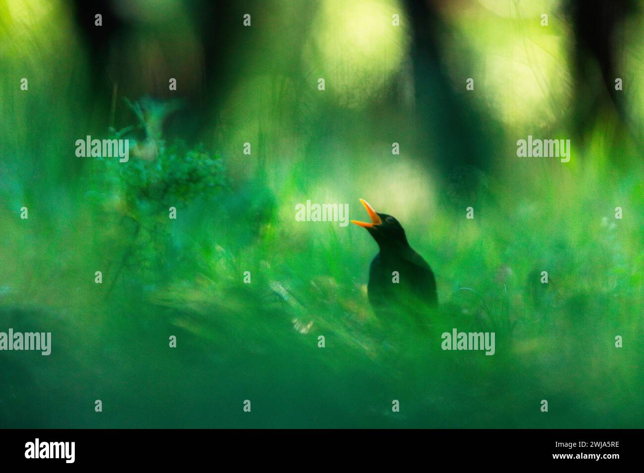 A female blackbird caught in a serene moment of song surrounded by a ...