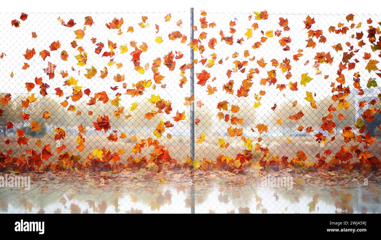 A flurry of colorful autumn leaves caught in a chain-link fence, with ...
