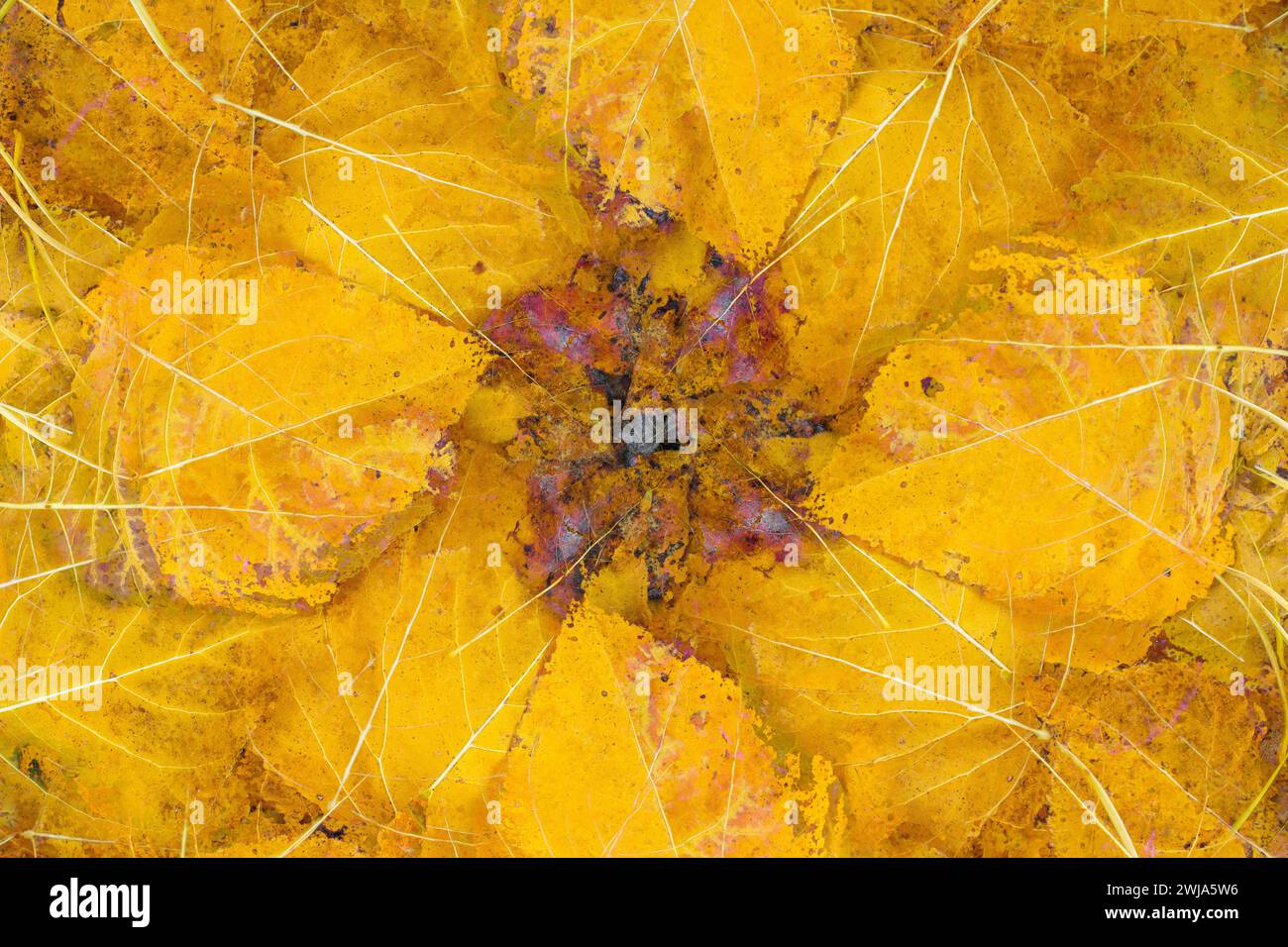A close-up shot of a cluster of overlapping yellow autumn leaves ...