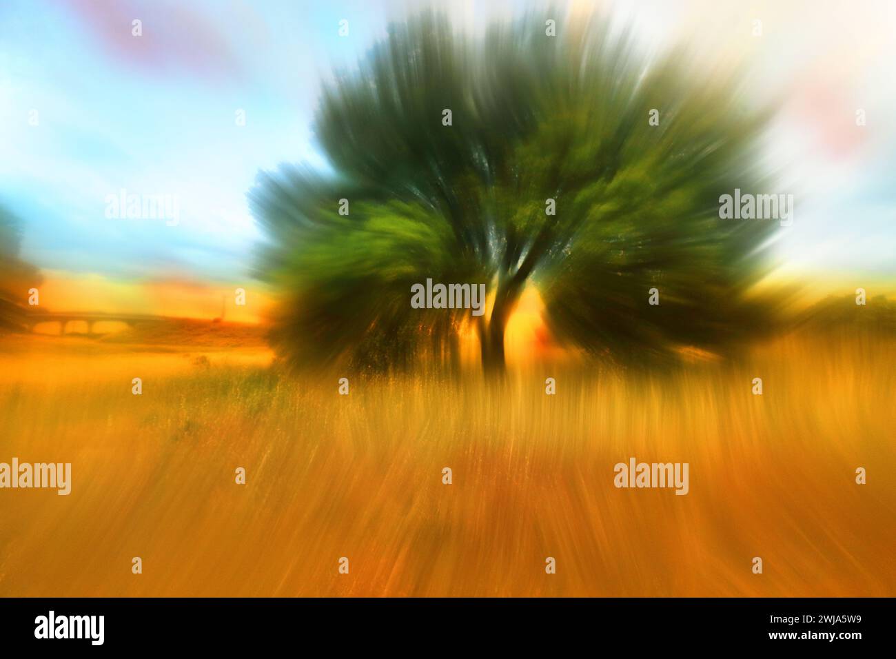 An abstract, artistic blur captures a single tree amidst a radiant ...