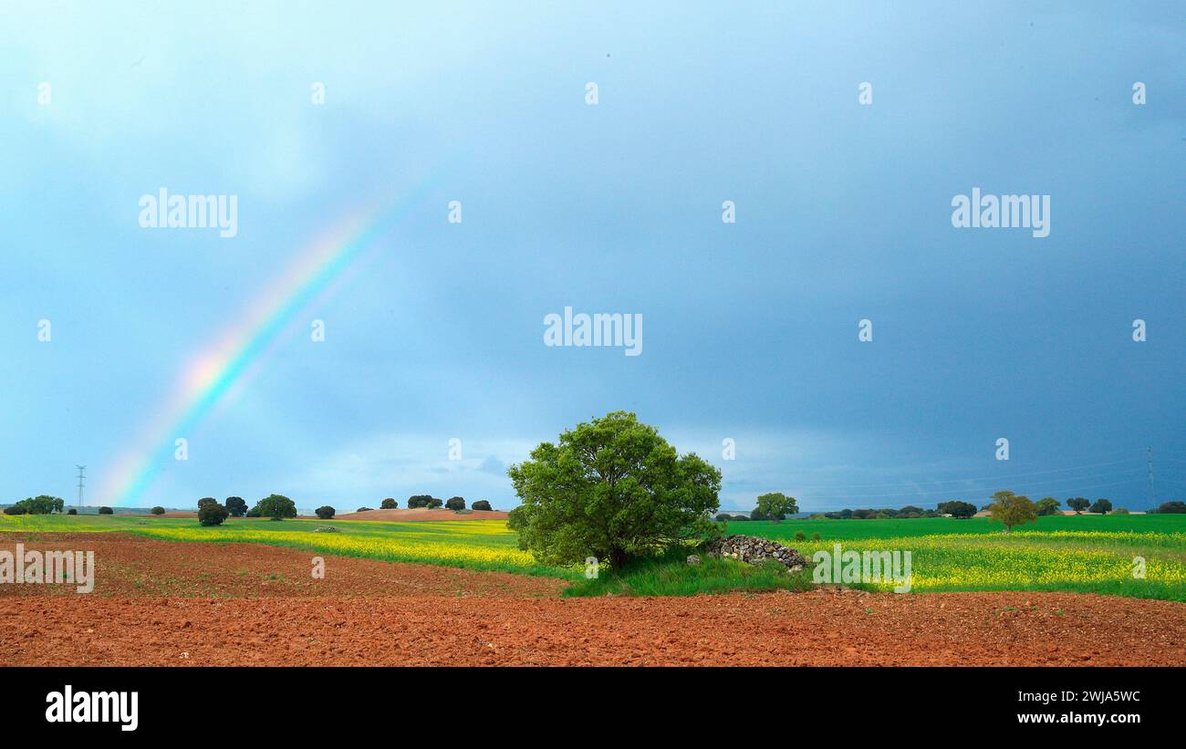 A vibrant rainbow arches over verdant fields with a single tree ...