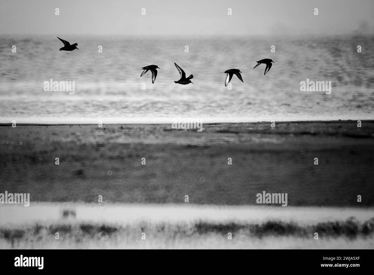 Tranquil scene capturing serene Black and White Stock Photos & Images ...