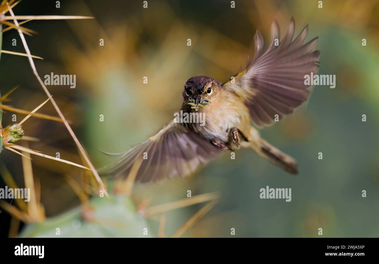 A small brown Common chiffchaff bird captured perfectly mid-flight ...
