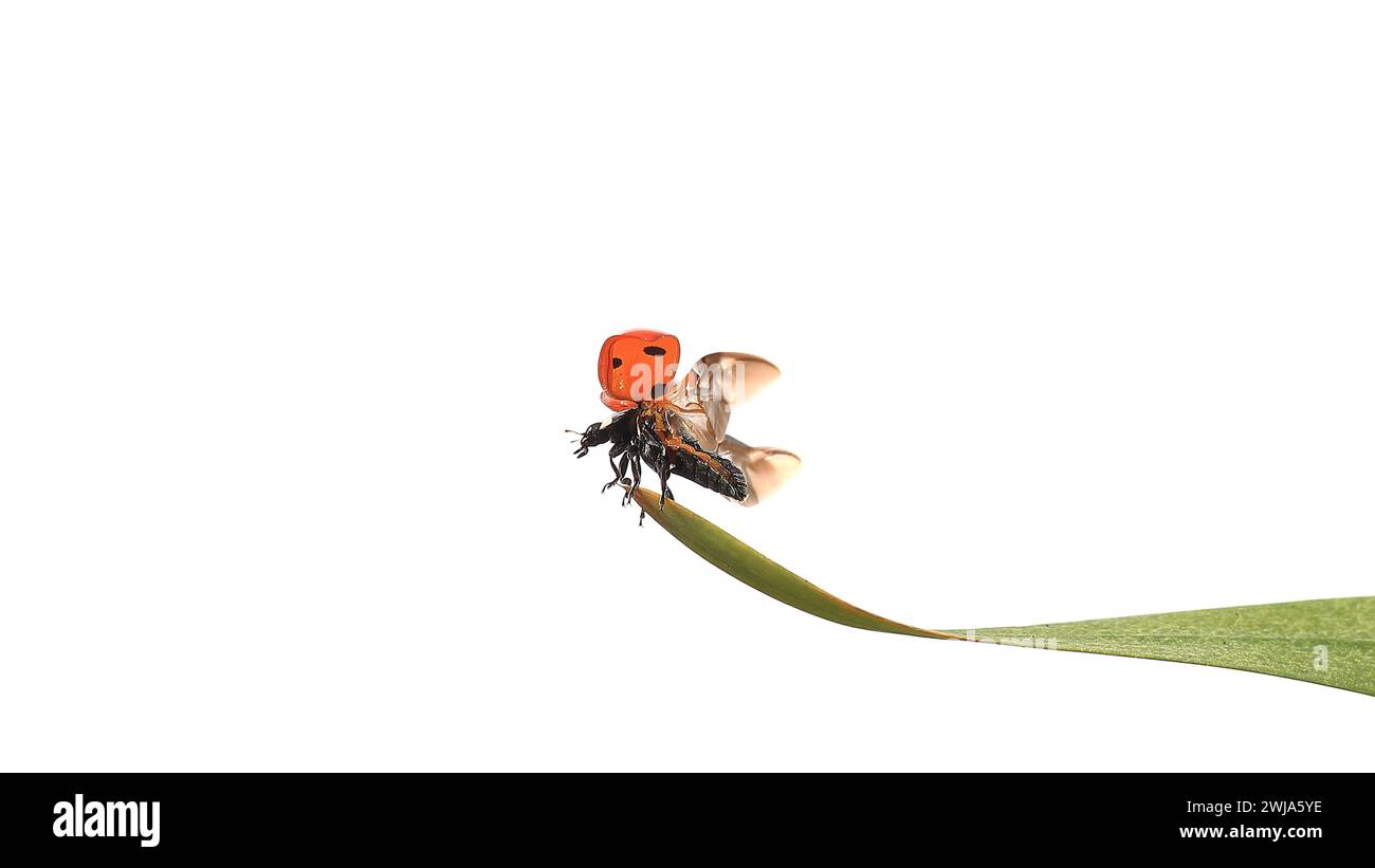A dynamic image capturing a 7 spotted ladybird in mid-flight, its wings ...