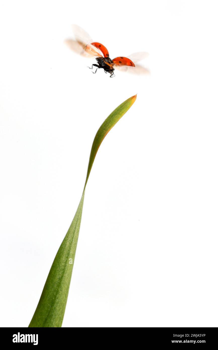 A dynamic image capturing a 7 spotted ladybird in mid-flight, its wings ...