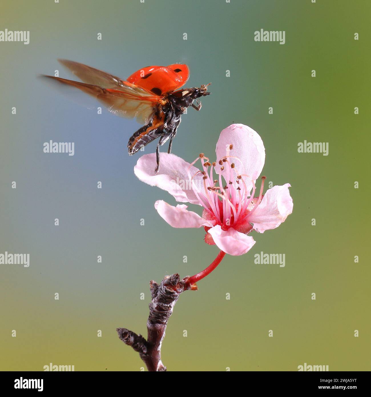 An impressive 7-spotted ladybird captured in flight as it approaches a ...