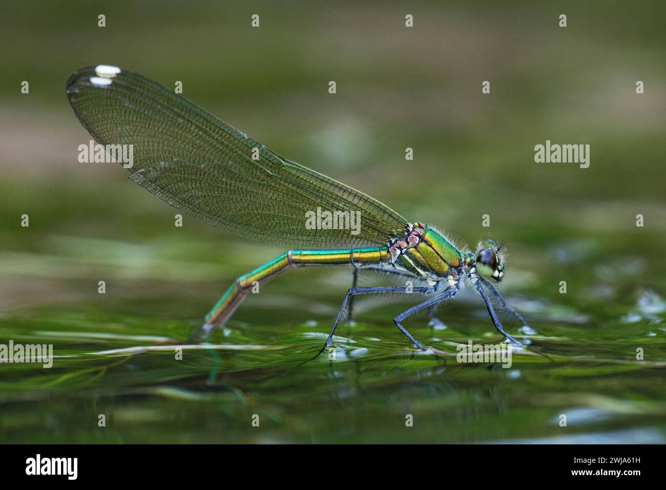 A damselfly with shimmering wings delicately touches the water surface ...