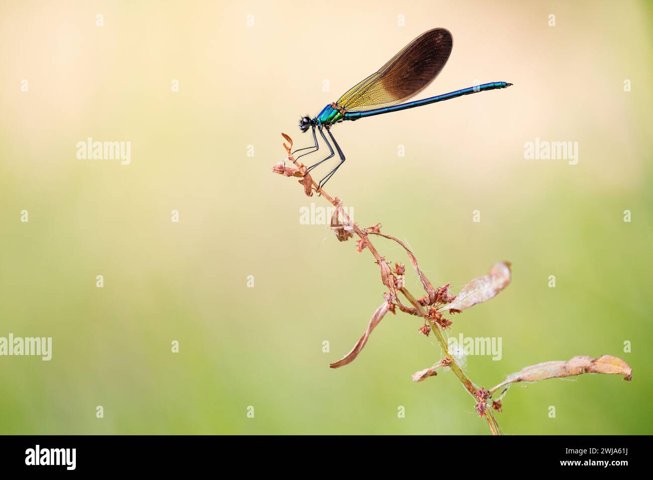 A single damselfly with golden wings gracefully rests atop a fading ...