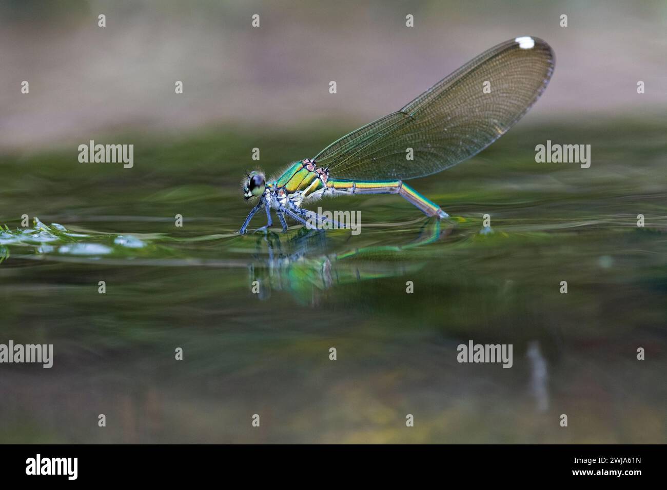 A damselfly with shimmering wings delicately touches the water surface ...