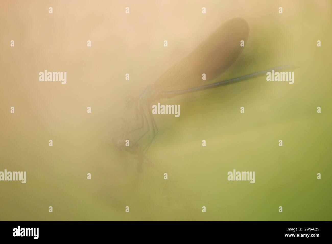 Ethereal image of a damselfly partially obscured by a misty, soft green ...
