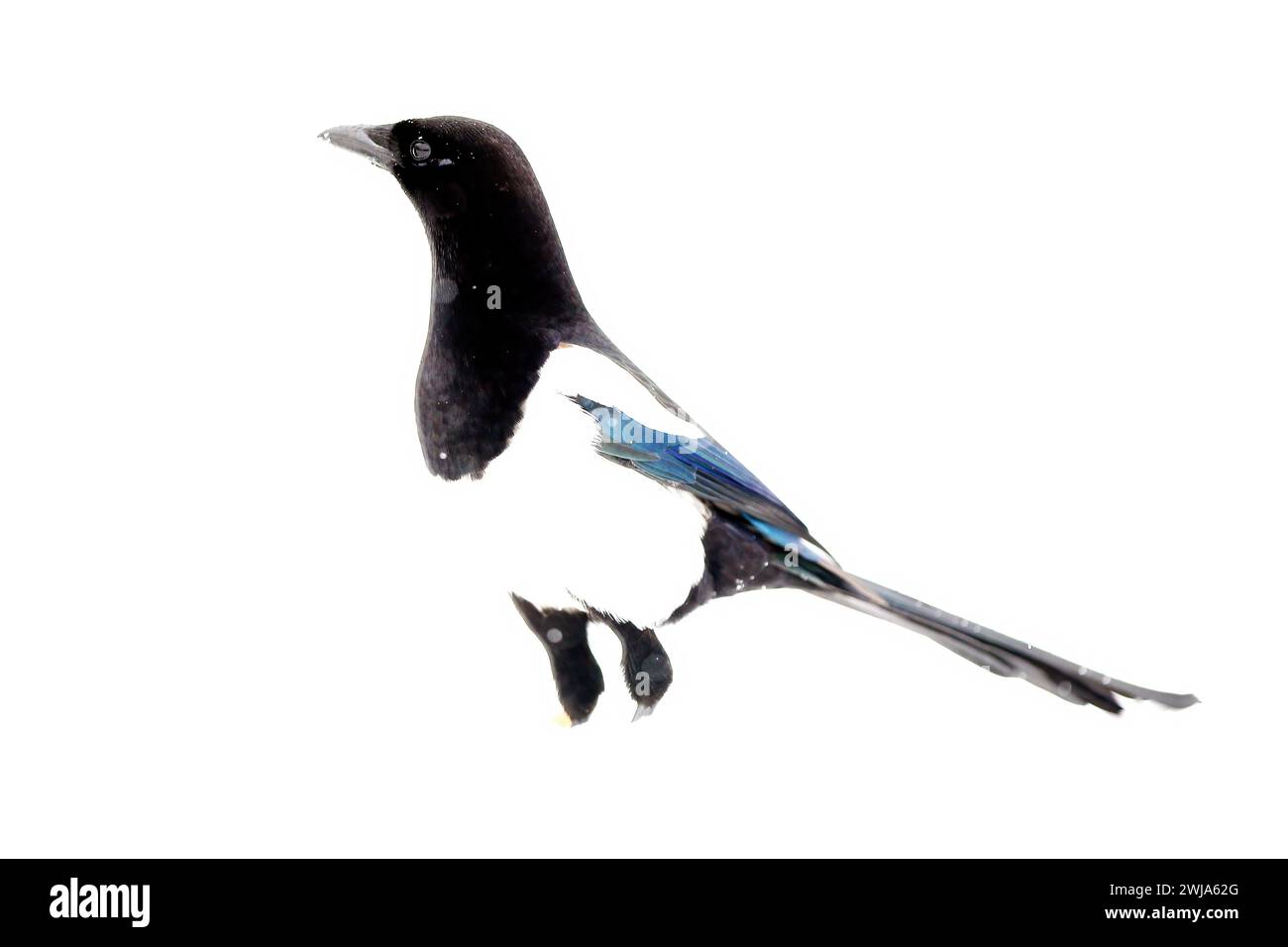 A magpie with glossy black plumage and striking blue wing feathers is ...
