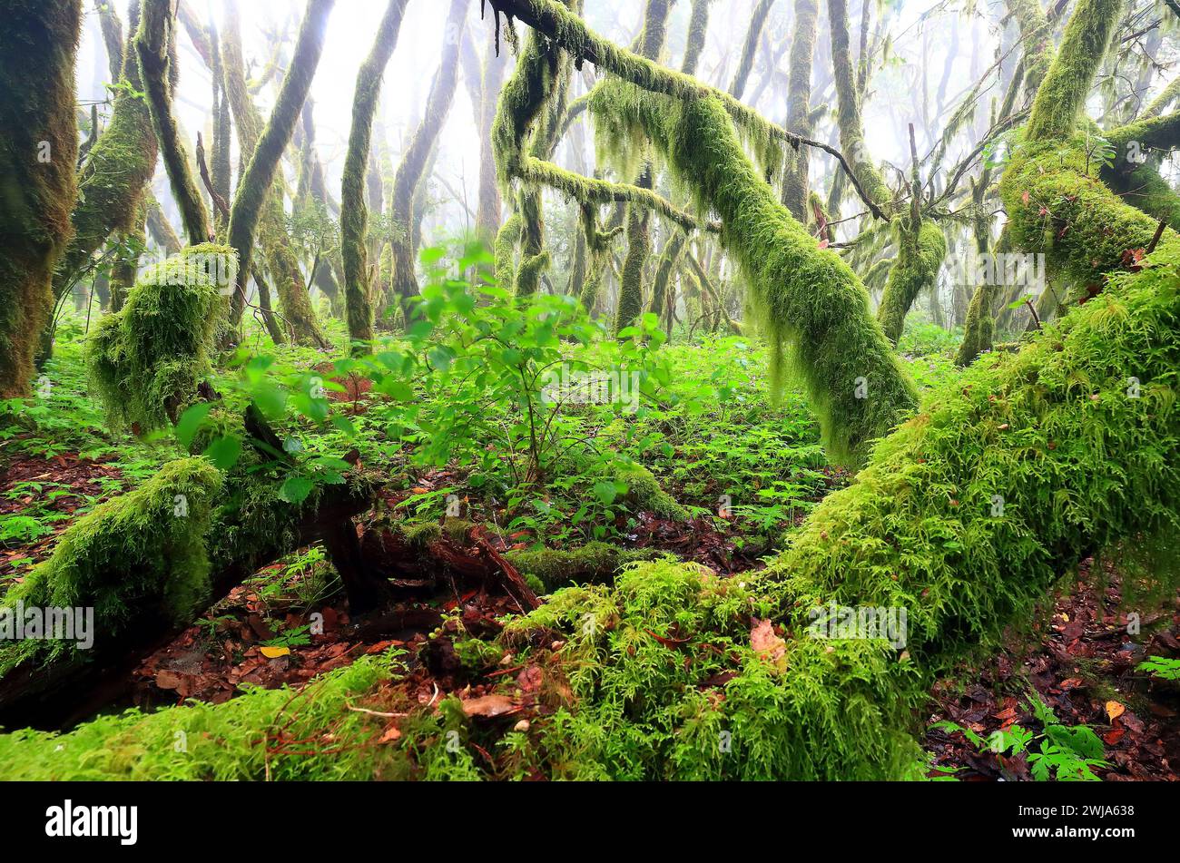 Mystical laurel forest in La Gomera draped in moss with a foggy ...