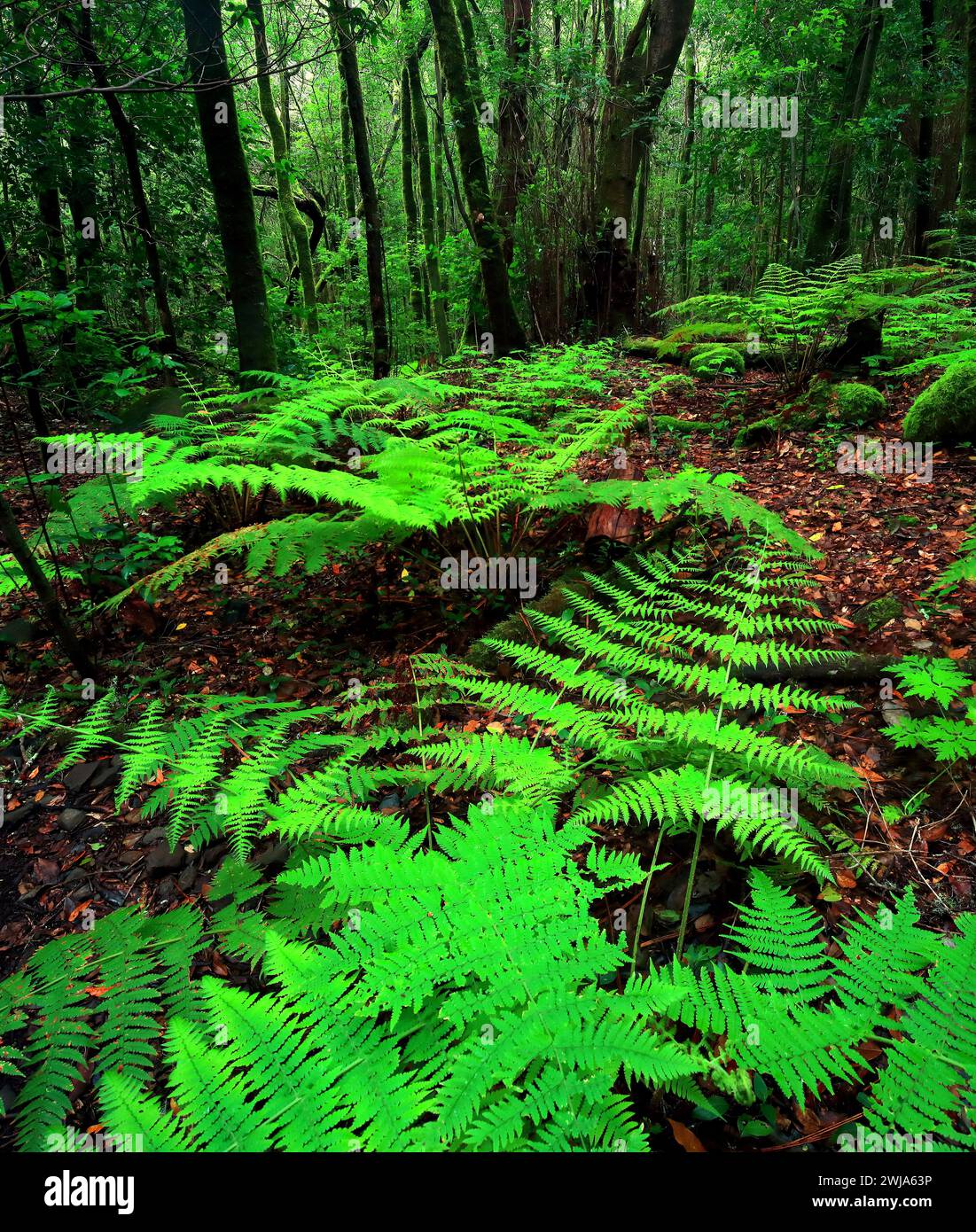 Mist enshrouded hi-res stock photography and images - Alamy