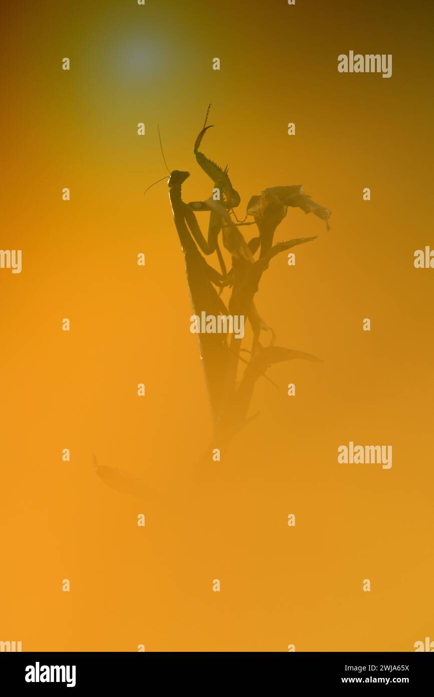 Silhouette of a female praying mantis perched elegantly against a warm ...