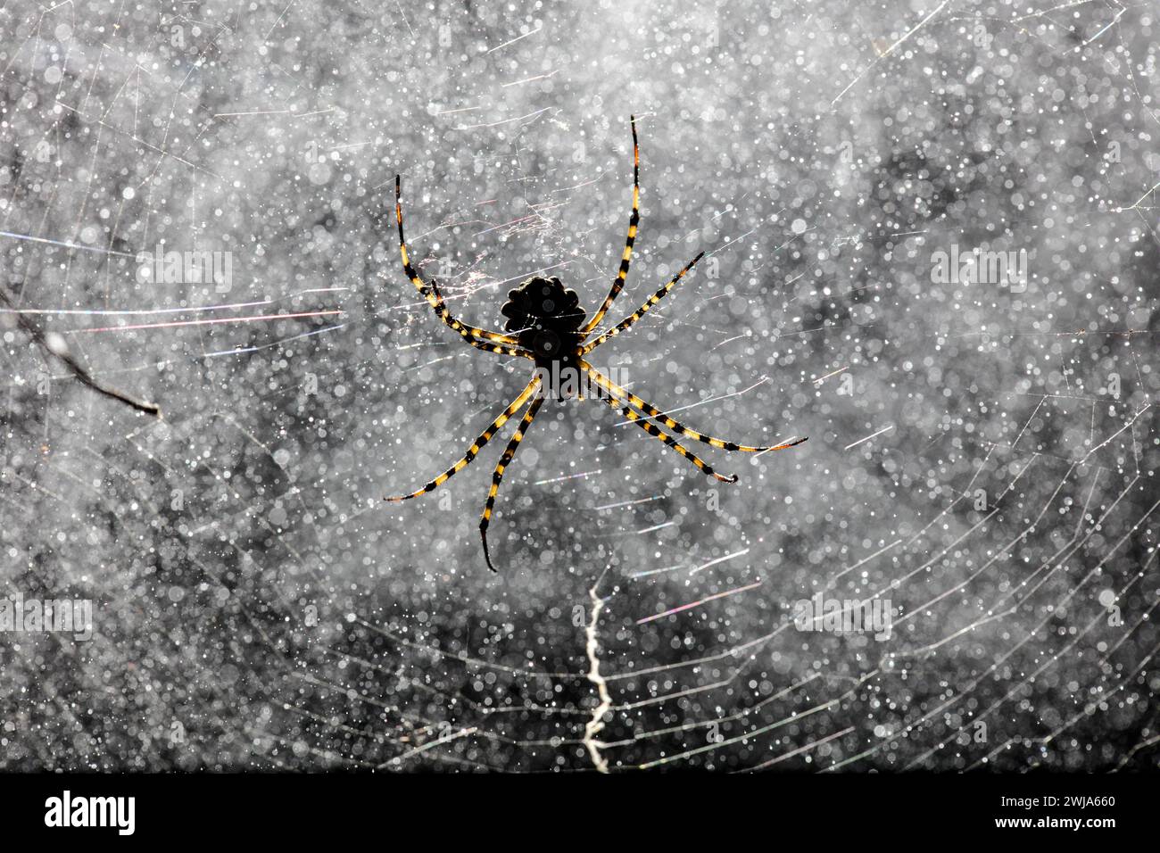 A tiger spider poised elegantly in its intricate web glistening with ...