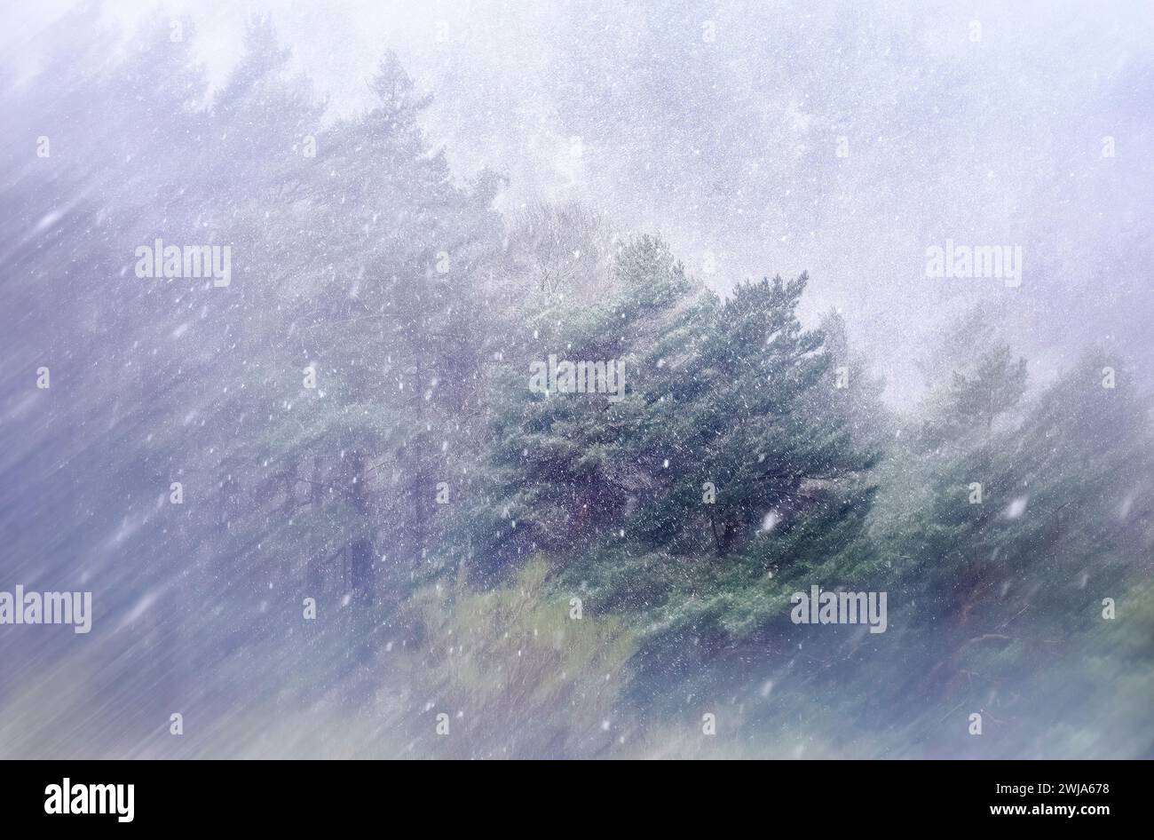 A serene winter scene captures the quiet beauty of snowflakes ...