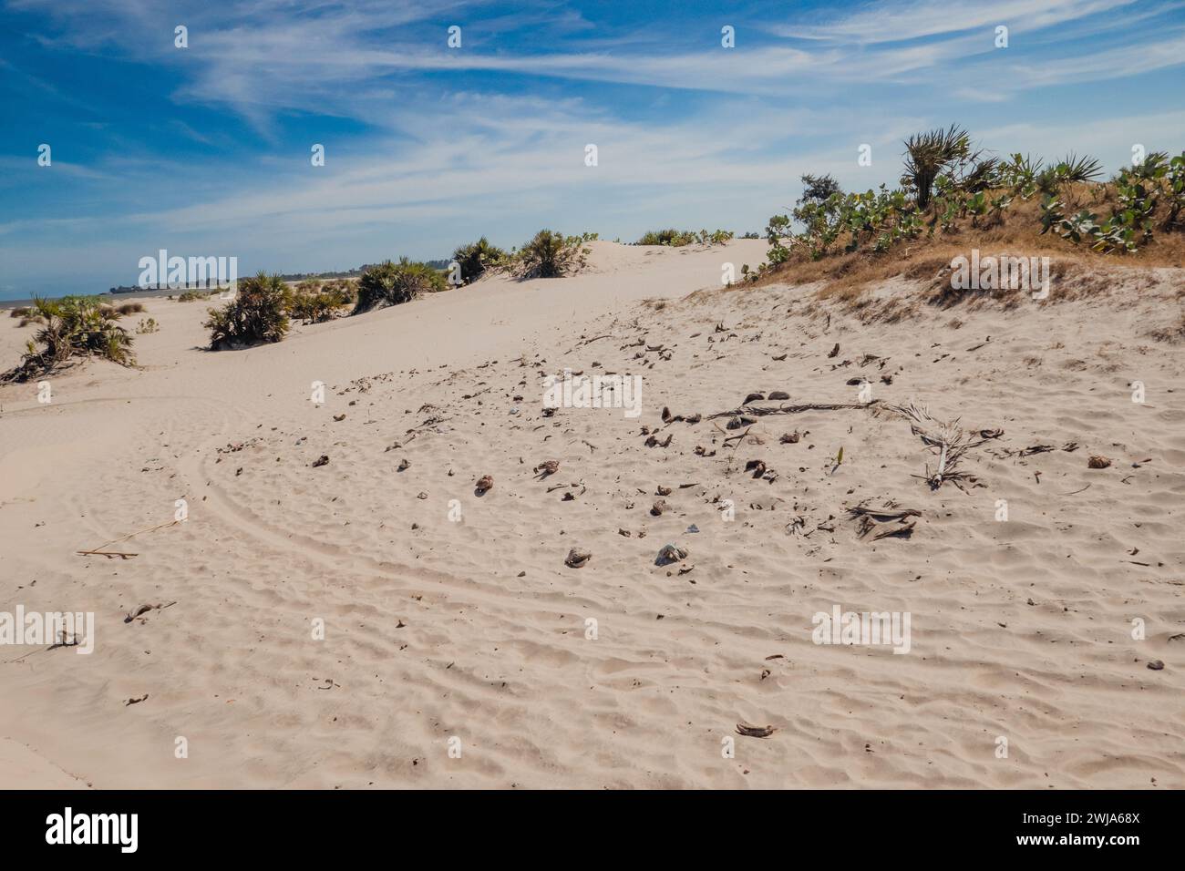 Scenic view of Mangrove trees growing on the Mambrui Sand dunes in ...