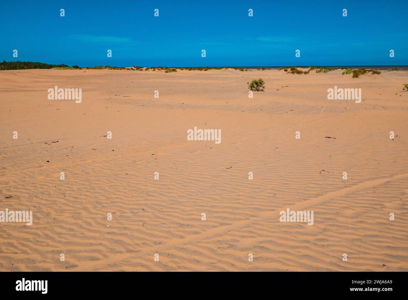 Scenic view of Mangrove trees growing on the Mambrui Sand dunes in ...