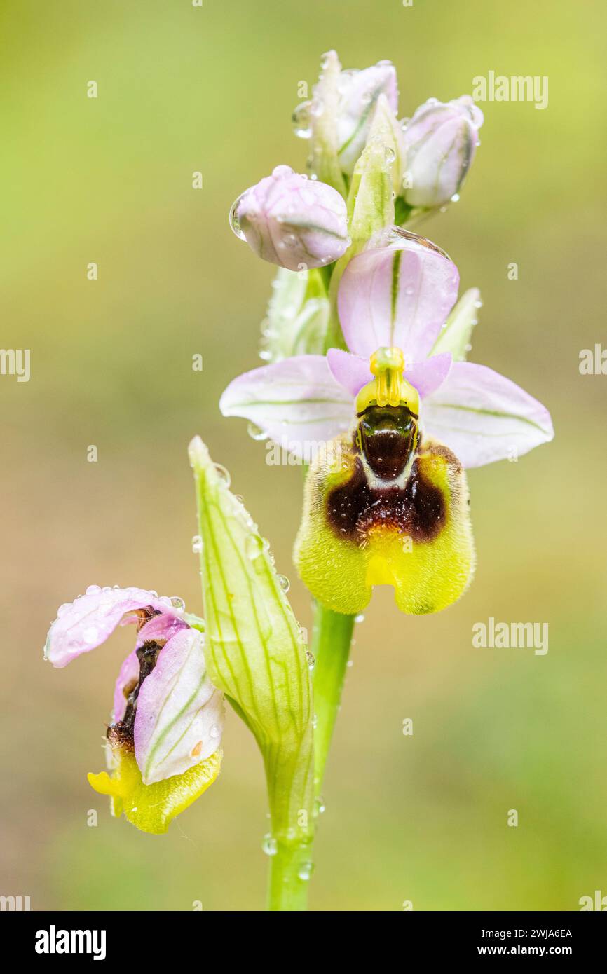 Close-up of the intricate Ophrys ficalhoana, showcasing its bloom with ...