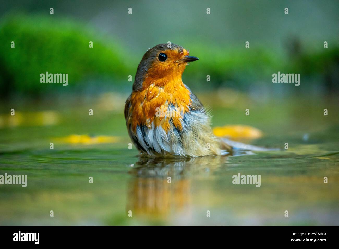 An Erithacus rubecula, known as the European Robin, bathes in shallow ...